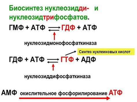 Биосинтез и катаболизм пуриновых и пиримидиновых нуклеотидов Online Presentation