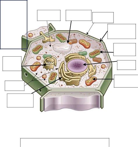 Introduction To Cells Worksheet Pdf