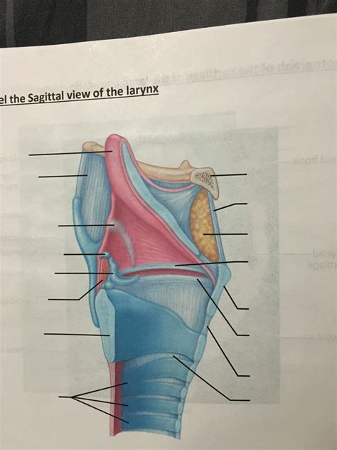 Sagittal View Of The Larynx Diagram Quizlet