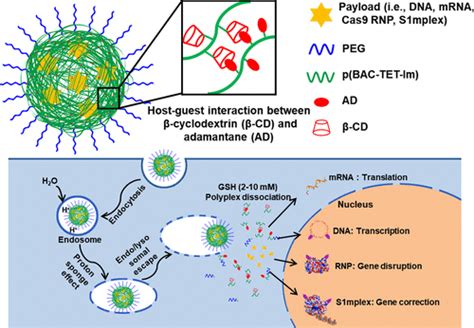 多功能的氧化还原反应性复合物，可用于传递质粒dna，信使rna和crispr Cas9基因组编辑设备 Acs Applied Materials And Interfaces X Mol