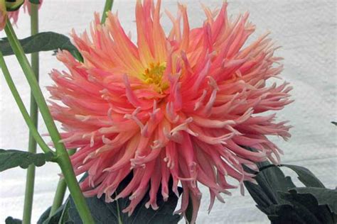 Dahlia Variabilis Toda La Información De La Dahlia Variabilis