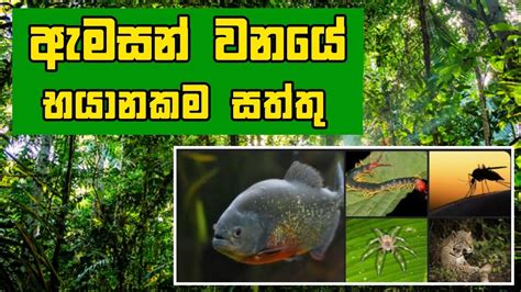 ඇමසන් වනයේ භයානකම සතුන් 6 දෙනා Amazon Jungle Youtube