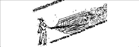 Seed Covering By Dragging A Leafless Tree Branch Download Scientific Diagram