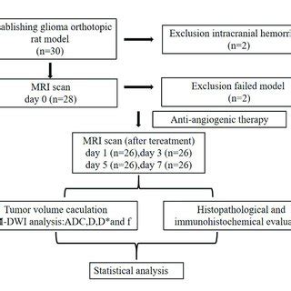 The Experiment Flow Chart Of Glioma Model Establishment Download Scientific Diagram