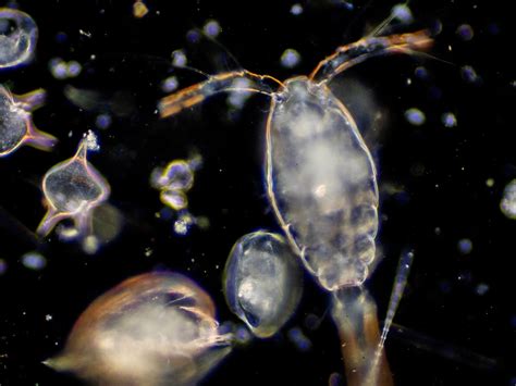 Sea Plankton