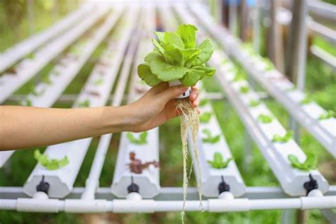 Arduino Hydroponics Diy Hydroponics System Using Ph Sensor And Ec Sensor