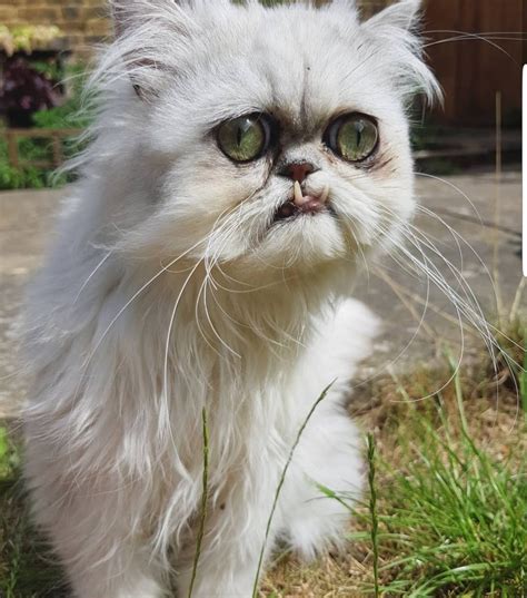 Кот со страшной мордой порода картинки и фото Koshka Top