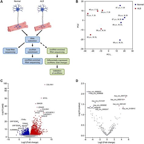 Transcriptomic Analysis Of Human Als Skeletal Muscle Reveals A Disease