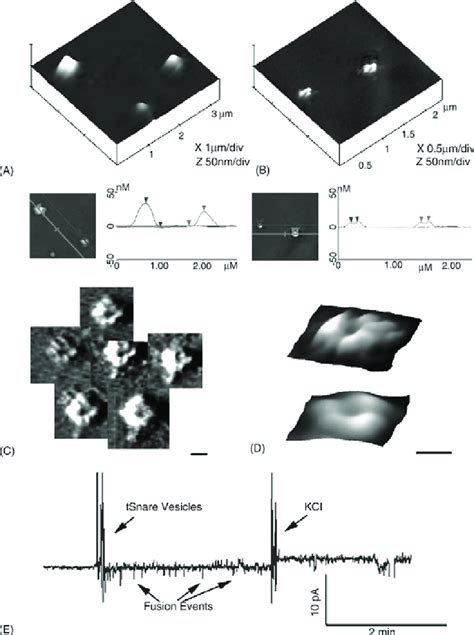 10 Pore Like Structures Are Formed When T Snares And V Snare In Download Scientific Diagram