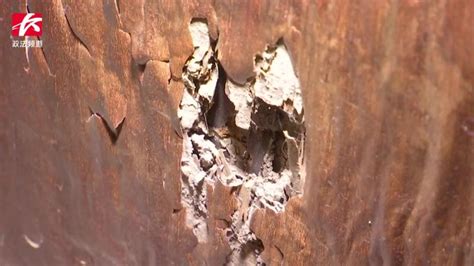 头皮发麻多户居民家遭白蚁入侵筑巢门框和墙体都吃空了 社会 民生 好看视频