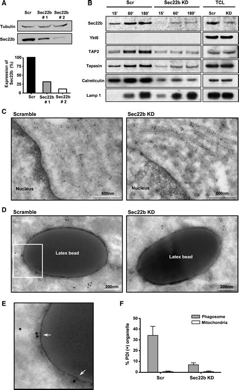 Sec22b Regulates Phagosomal Maturation And Antigen Crosspresentation By Dendritic Cells Cell