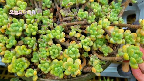 이틀 비를 흠뻑맞은 라울 대품이 문제를 보이네요다육이키우기 옥상다육 Succulent 곰팡이무름병여름철다육관리