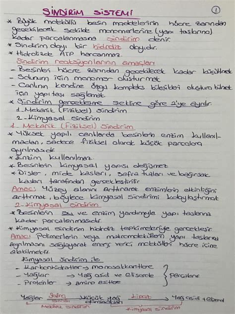 Sindirim Sistemi Pdf