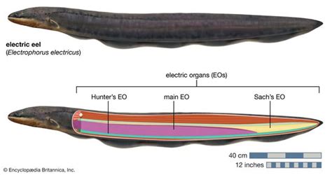 Discharging 600 Volts Of Electricity The Eel Species Confused The