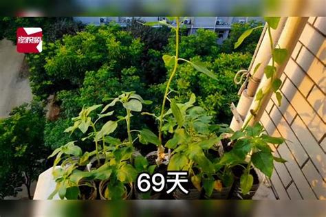 为给女友惊喜男生偷种向日葵100天后开花全程记录网友羡慕了