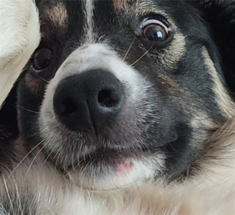 Создать мем пьяная собака щенок собака Картинки Meme