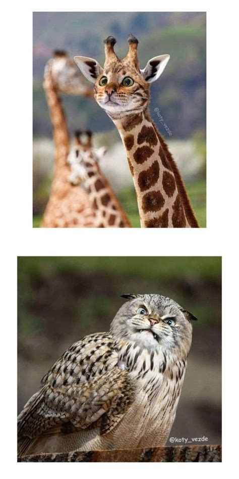 다른동물에 고양이 얼굴 합성하면