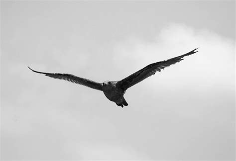 Center Positioned Element