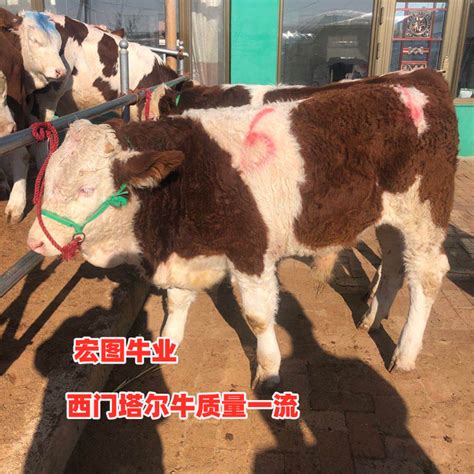 西门塔尔牛紫红花啥样 黑白花西门塔尔牛图片 西门塔尔牛3代牛图片 大山谷图库