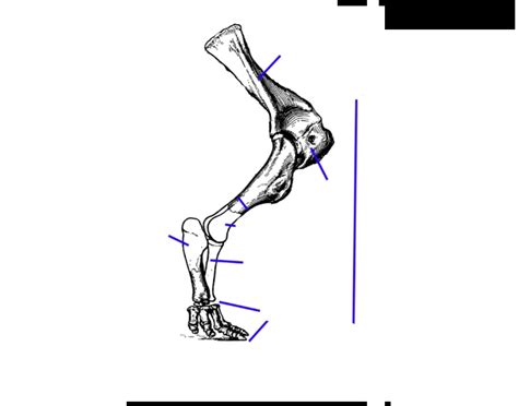 Ceratopsian Leg Quiz