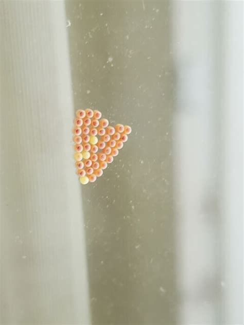 Yellow Eggs On Window Are Stink Bug Eggs All About Worms