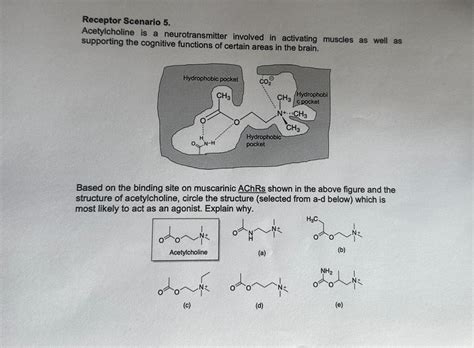 Acetylcholine Neurotransmitter Function