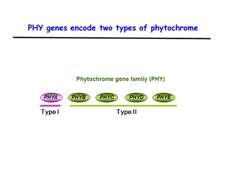 Chapter 17 Phytochrome And Light Control Of Plant Development Ppt