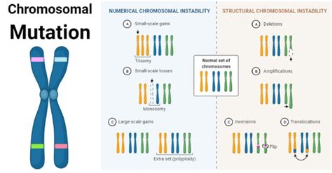Chromosomal Mutations Causes Types And Examples Explained