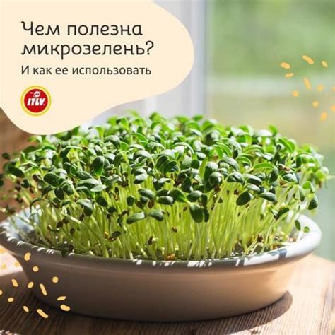 Сад на подоконнике