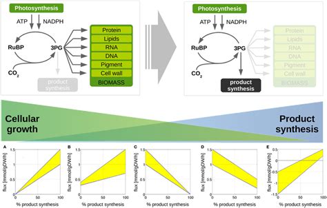 Metabolic Transitions From Cellular Growth To Product Formation We Are Download Scientific