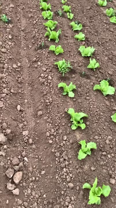 Video Simon Gasser Posted On Linkedin