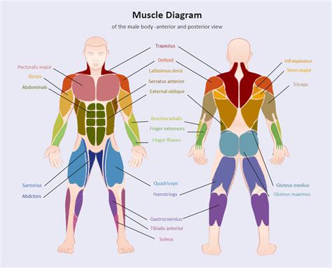Muscle Diagram Labeled EdrawMax Template