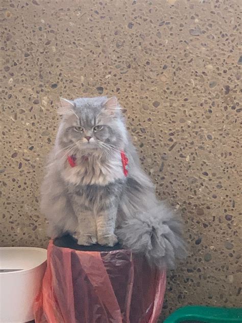 السلام عليكم فقد بزون لونه رصاصي شباب وبنات شارع حيفا