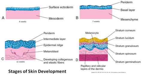 45 Development Of The Integumentary System Flashcards Quizlet