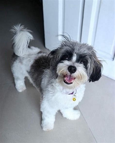 Are Shichons Smart