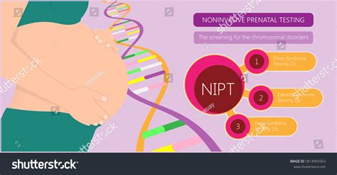 Noninvasive Prenatal Testing Nipt Screening Genetic Stock Vector