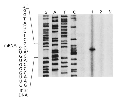 Mapping Of The Erp Transcriptional Start Site By Primer Extension Using Download Scientific