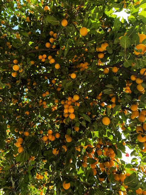 8 Stunning Dwarf Flowering Trees For Small Gardens Artofit