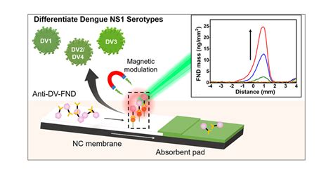 Spin Enhanced Lateral Flow Immunoassay For High Sensitivity Detection Of Nonstructural Protein