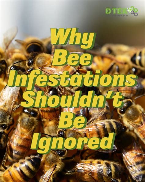 At The First Sign Of A Honeybee Swarm Or Hive On Your San Diego Property Call In The Experts At