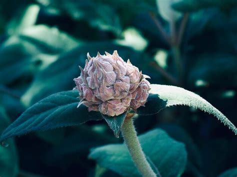 Premium Photo Hydrangea Aspera Macrophylla