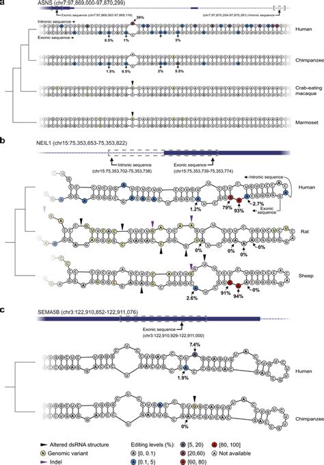 Species Specific Dsrna Structures Contribute To The Formation Of Novel Download Scientific