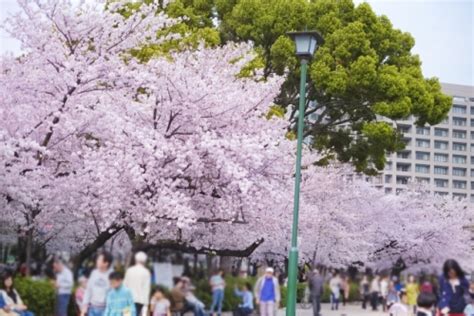 鶴舞公園の桜を見に行くよ2022年のお花見屋台情報 でら名古屋ダッシュ