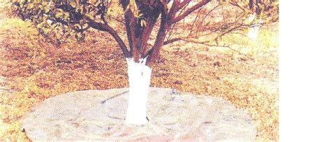 लिंबूवर्गीय फळपिकांत पाण्याचे व्यवस्थापन करताना