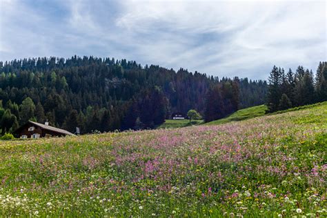 봄에는 스위스의 푸른 잔디와 다채로운 꽃으로 덮인 알프스 초원에 있는 오래된 전통 목제 샬레 샬레에 대한 스톡 사진 및 기타 이미지 Istock