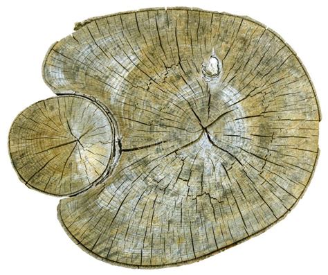 Cross Section Of Tree Trunk Stock Image Image Of Bark Concentric 76836227