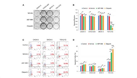 Arid1a Status And Sensitivity To Parp Inhibitors Abt 888 And Olaparib