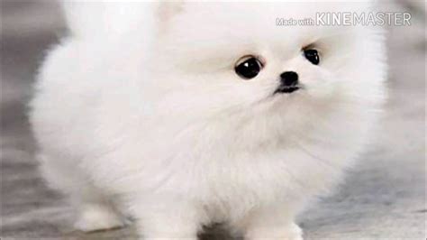 Сладки кученца 😁 Youtube