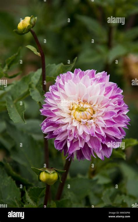 Dahlia Optic Illusion Stock Photo Alamy