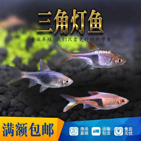 大三角灯鱼紫正三角灯科鱼草缸小型群游鱼热带观赏鱼活体包活 虎窝淘